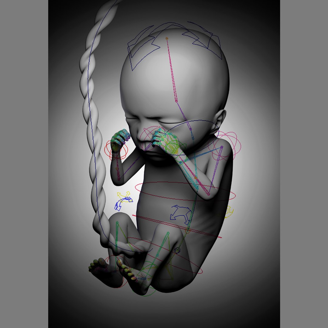 Rigged Fetus 3d Obj
