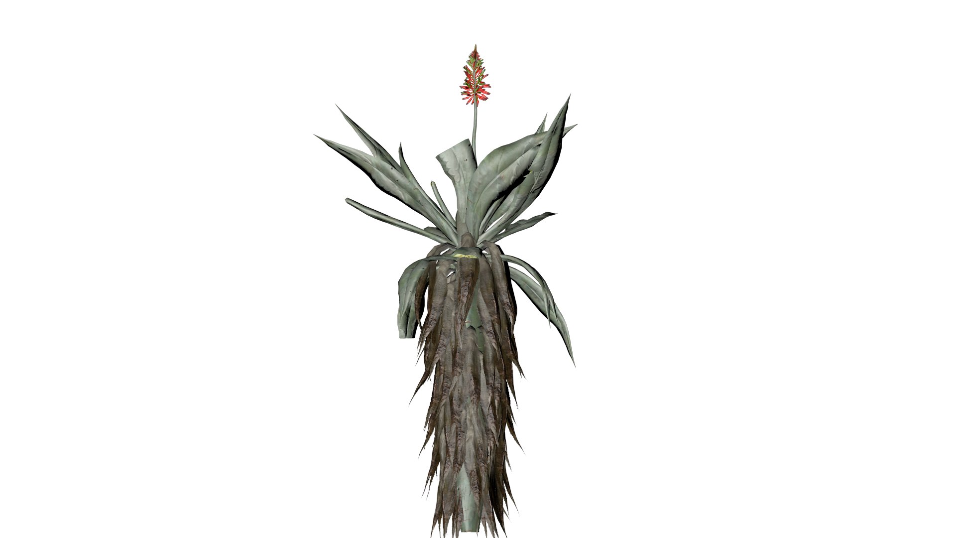 3D Aloe Excelsa Plant Collection - TurboSquid 2377972