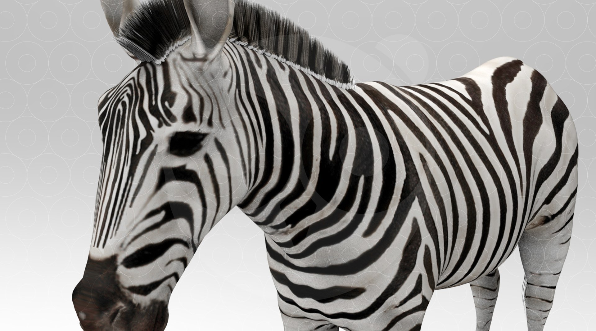 Zebra 3D Model - TurboSquid 2110130