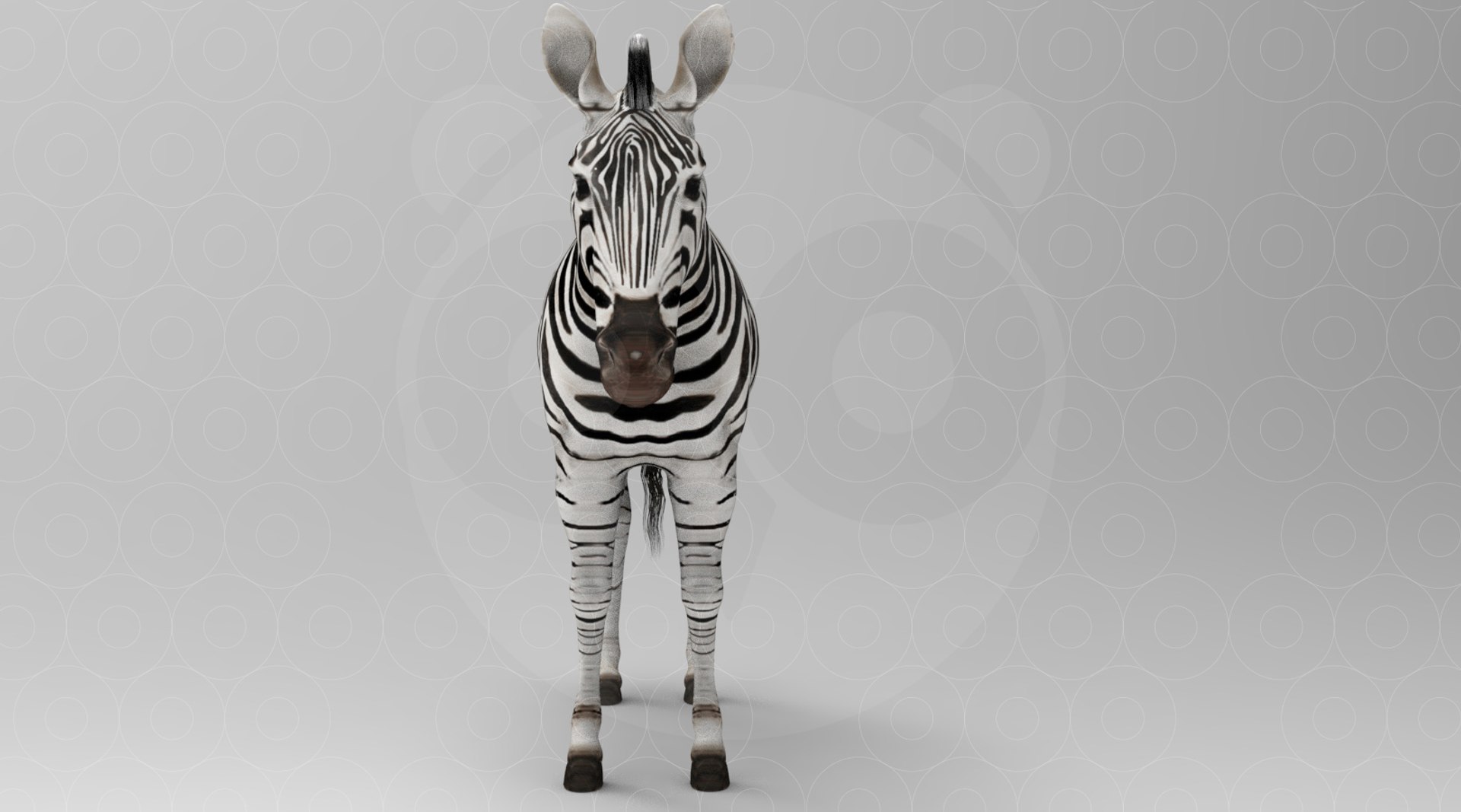 Zebra 3D Model - TurboSquid 2110130