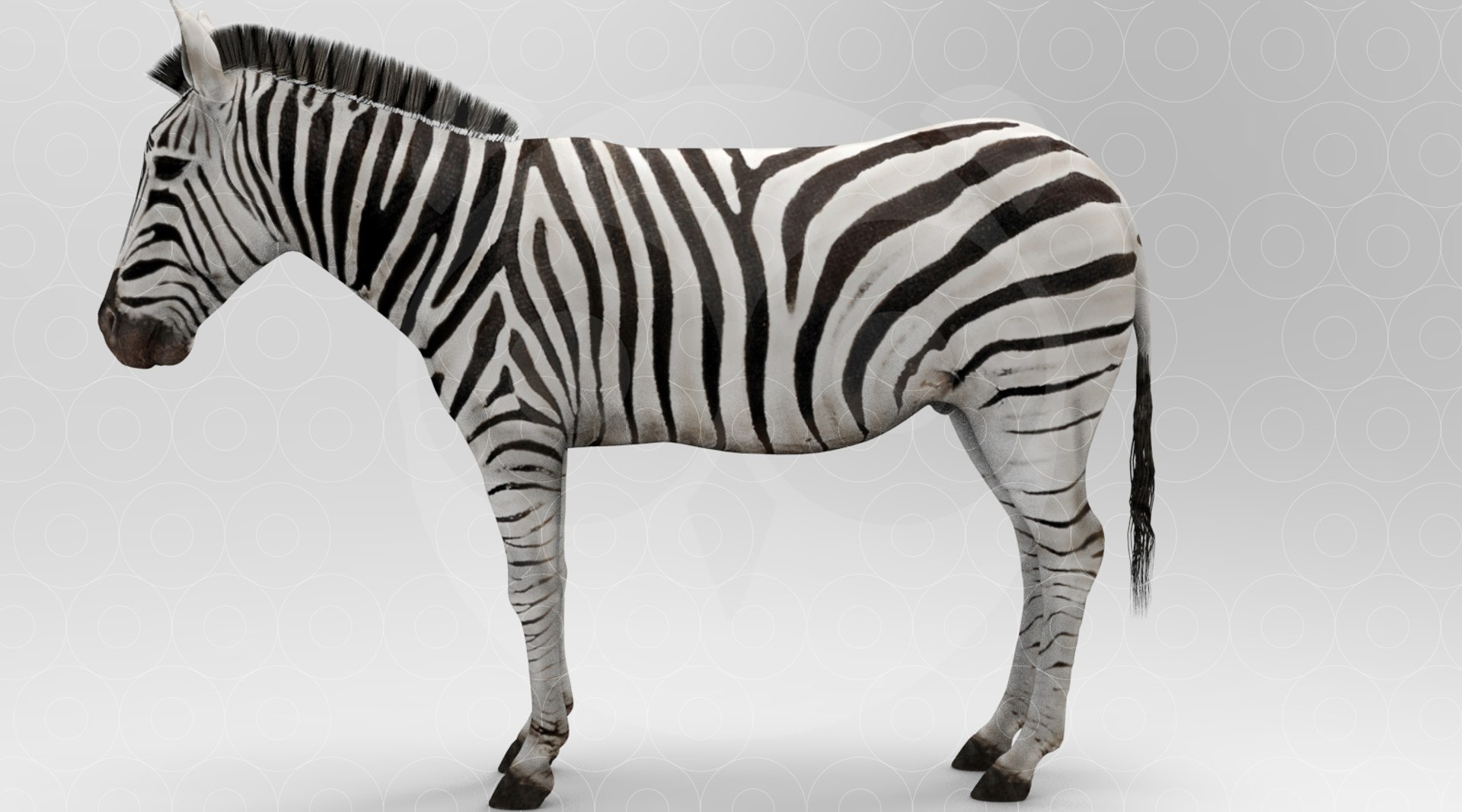 Zebra 3D Model - TurboSquid 2110130