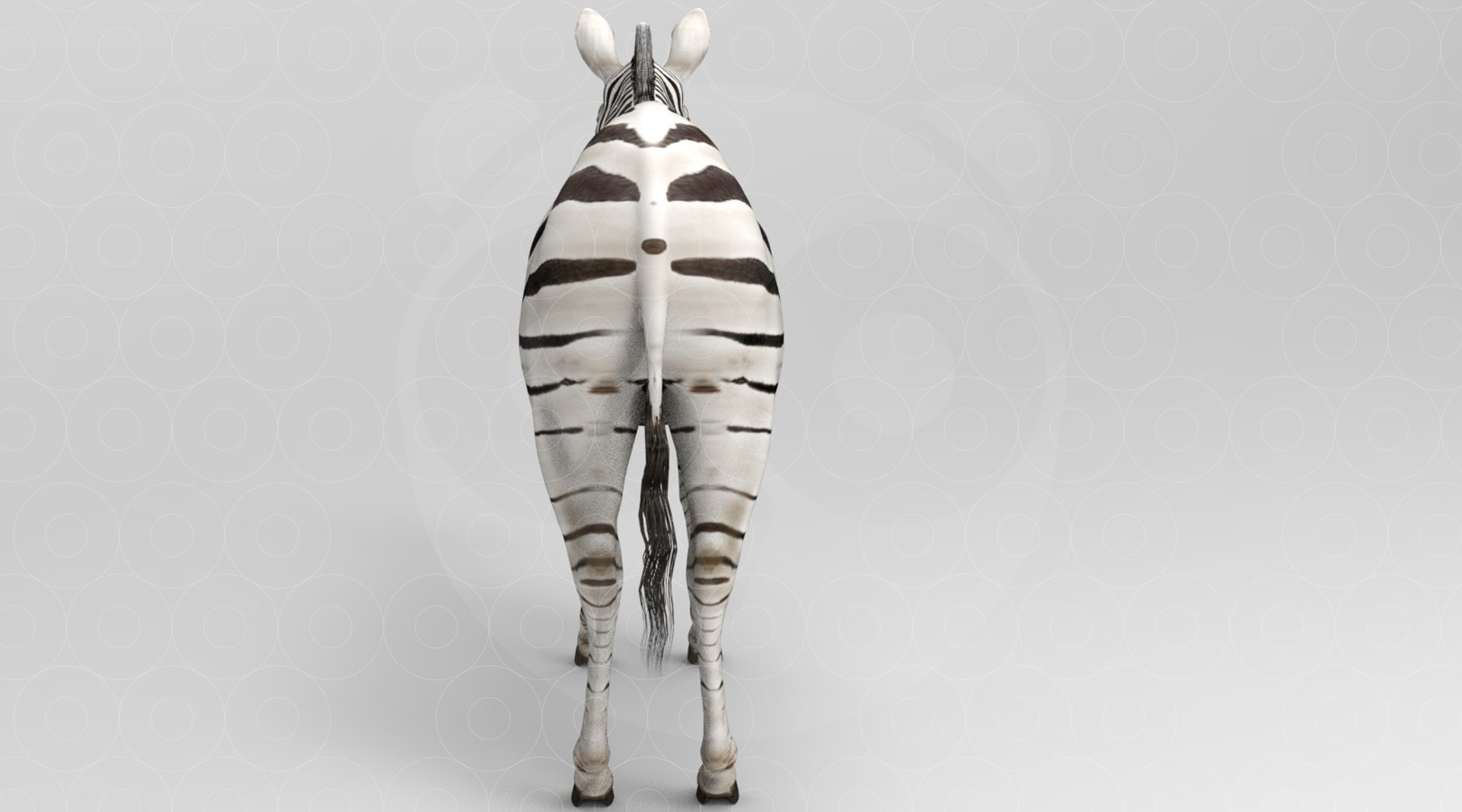 Zebra 3D Model - TurboSquid 2110130