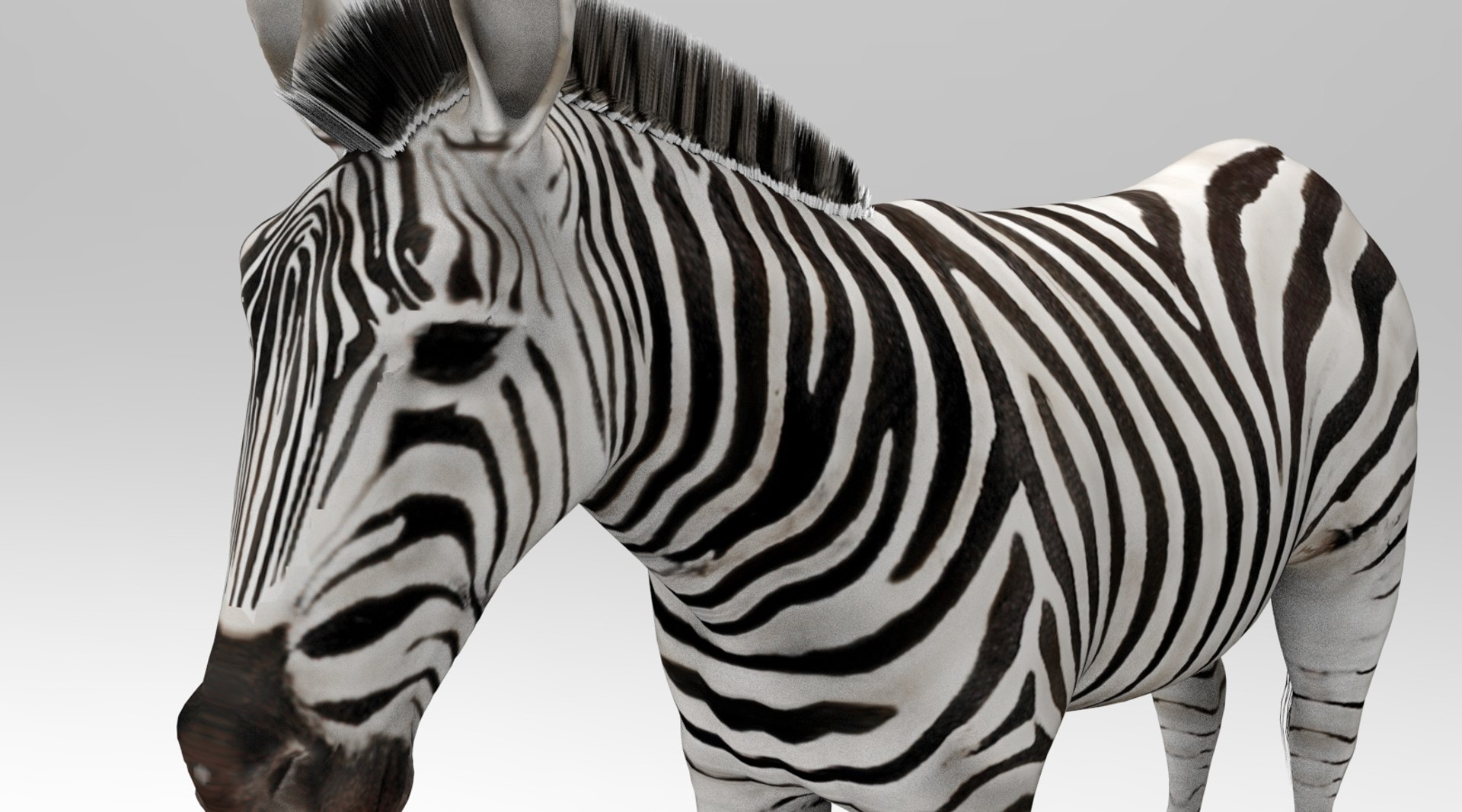 Zebra 3D model - TurboSquid 2110130