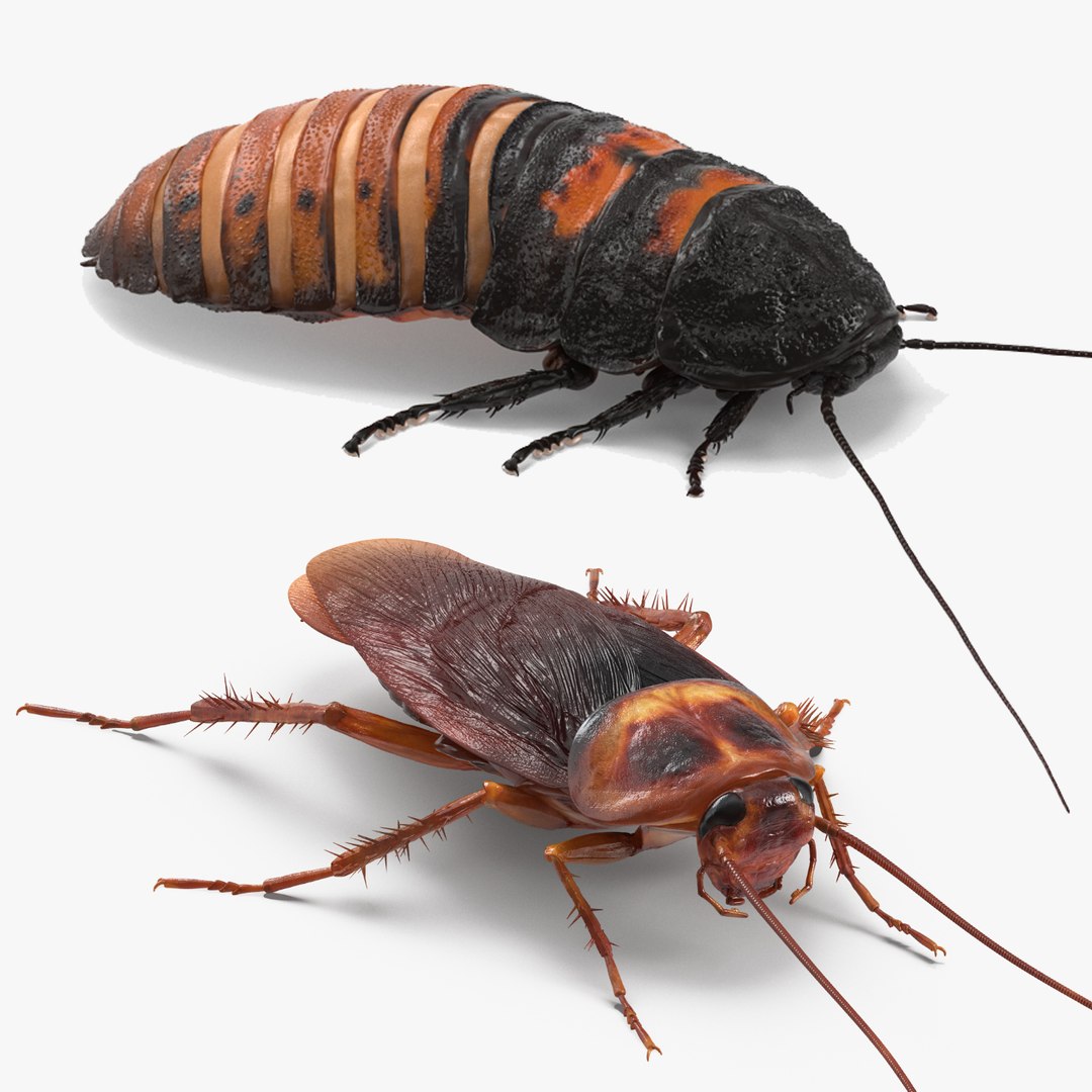 3D cockroaches rigged model - TurboSquid 1519389