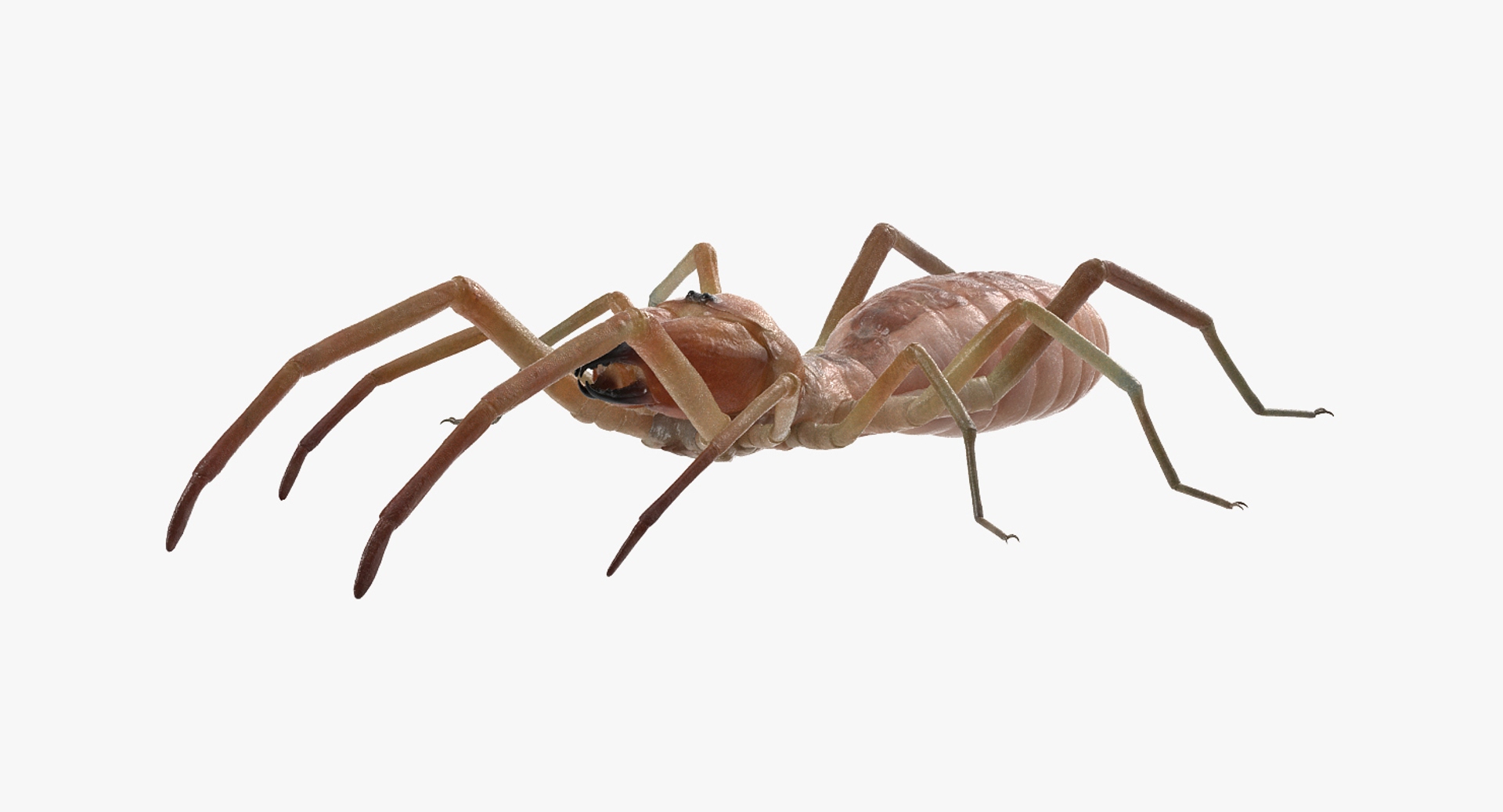 3D Spiders 2 Model - TurboSquid 1327251