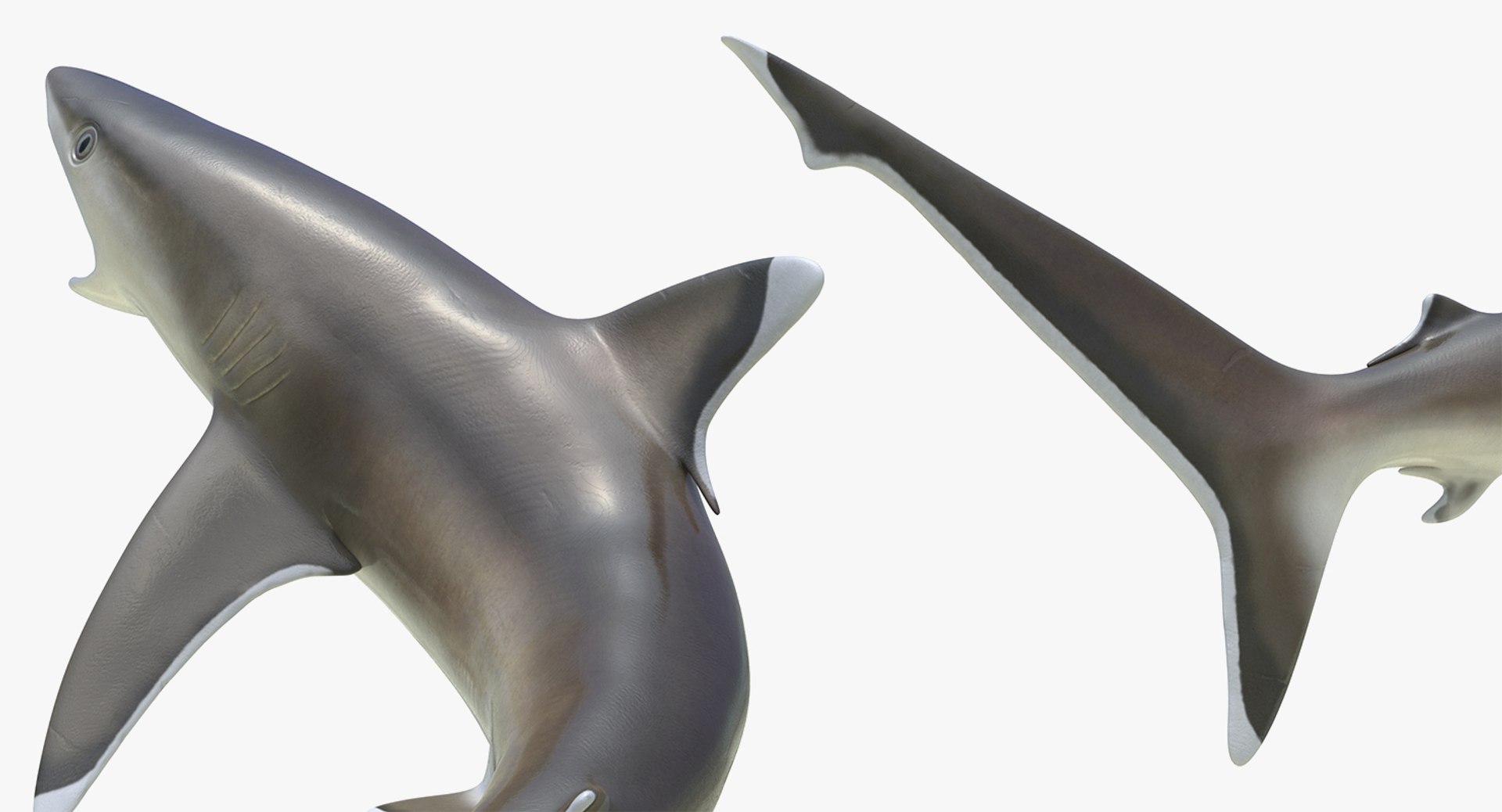 3D rigged sharks 5 - TurboSquid 1514111