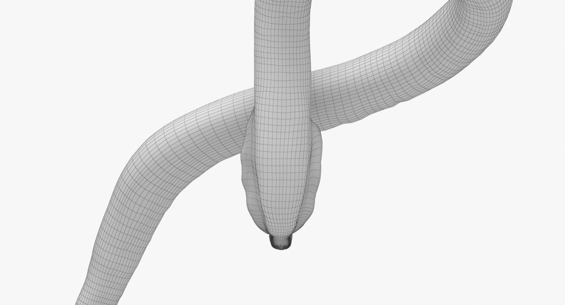 Roundworm Worm 3D Model - TurboSquid 1348674