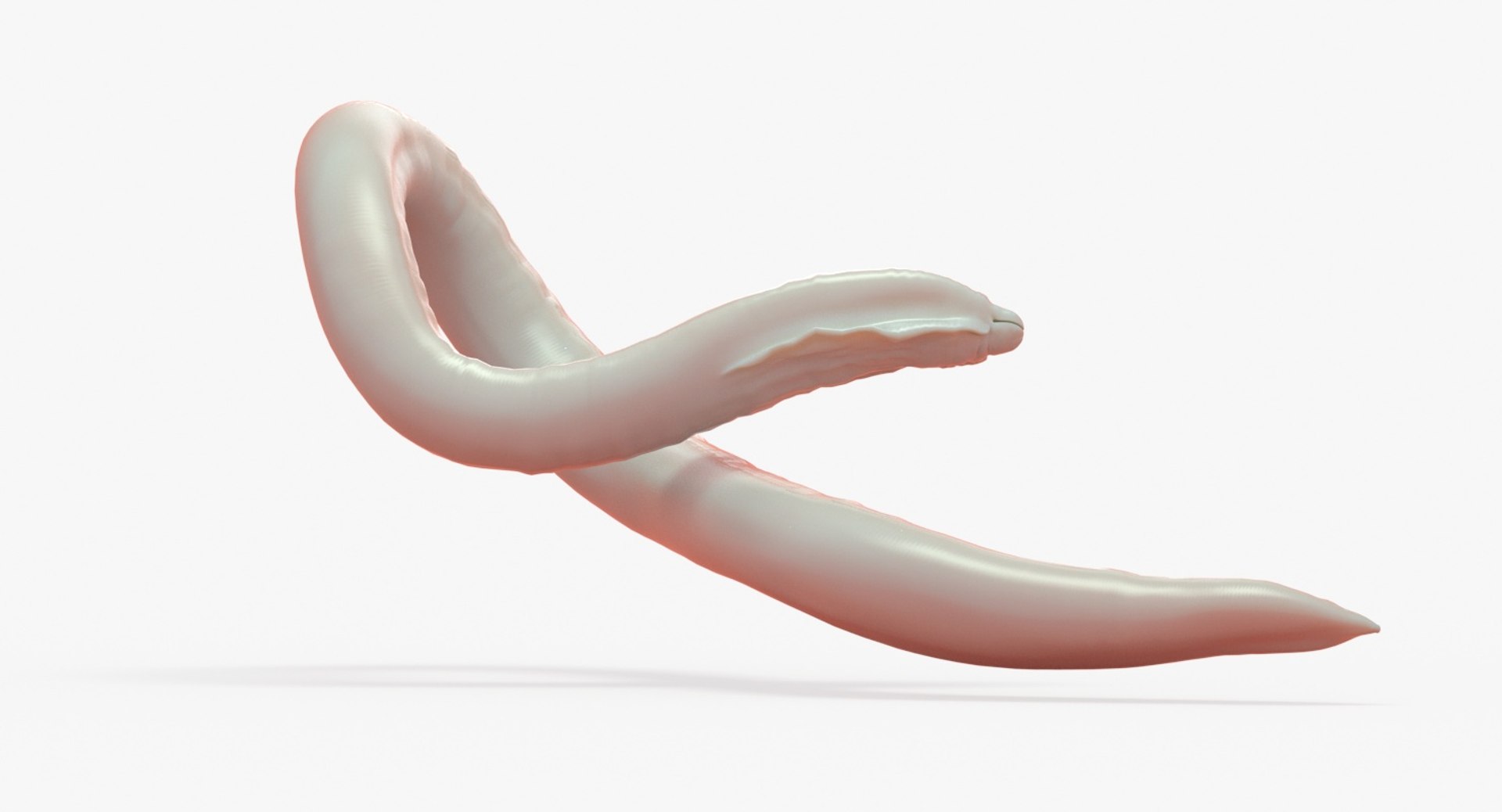 Roundworm Worm 3D Model - TurboSquid 1348674