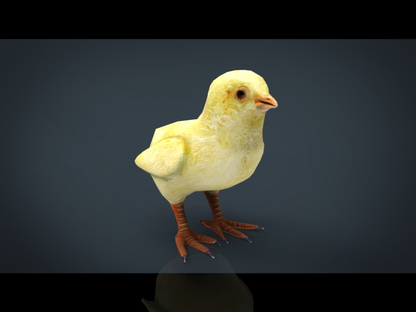 Chick 3D Model - TurboSquid 1175486
