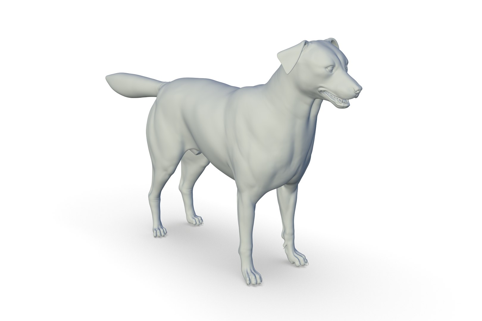 3D Border Collie - TurboSquid 2214002