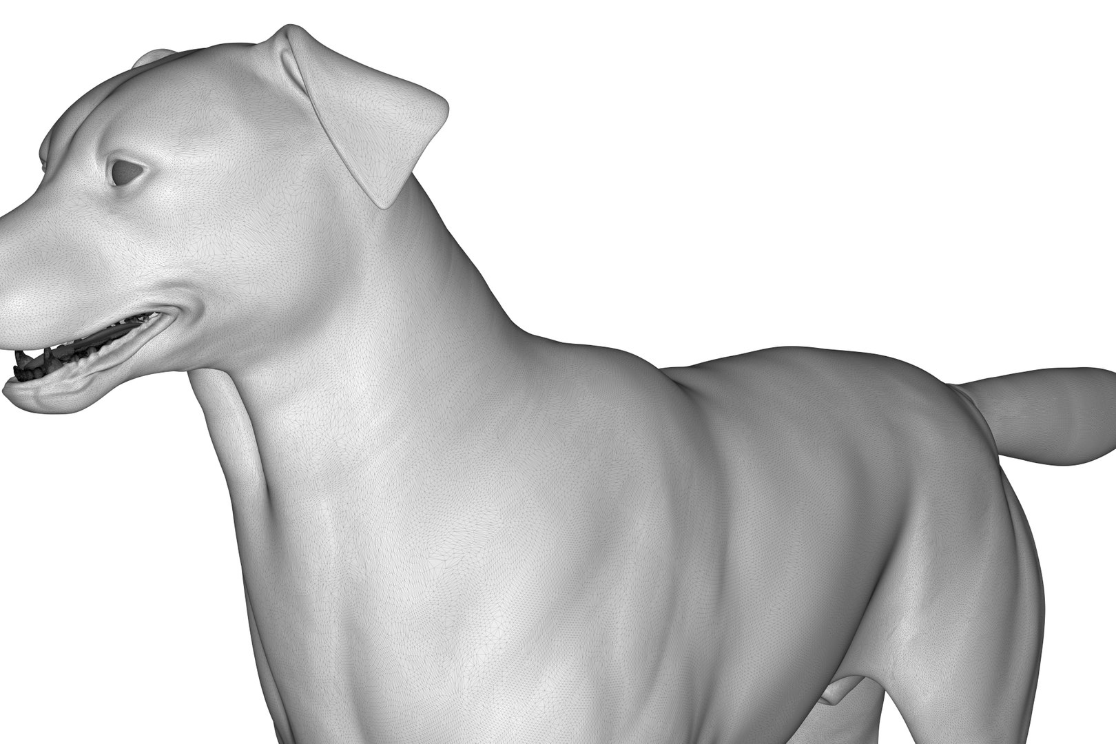 3D Border Collie - TurboSquid 2214002