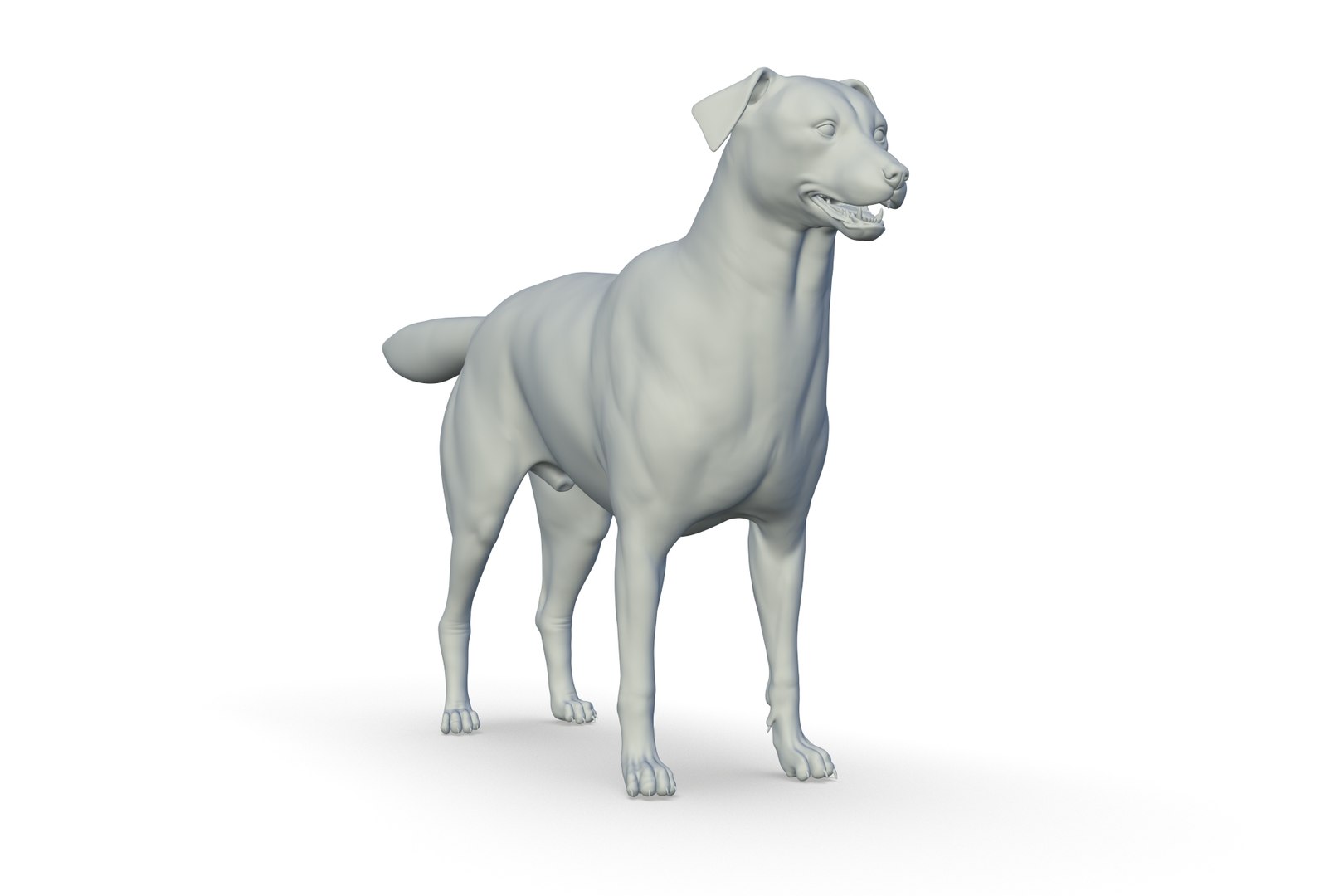 3D Border Collie - TurboSquid 2214002