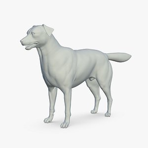 3D Collie Models - Browse & Download Formats - TurboSquid