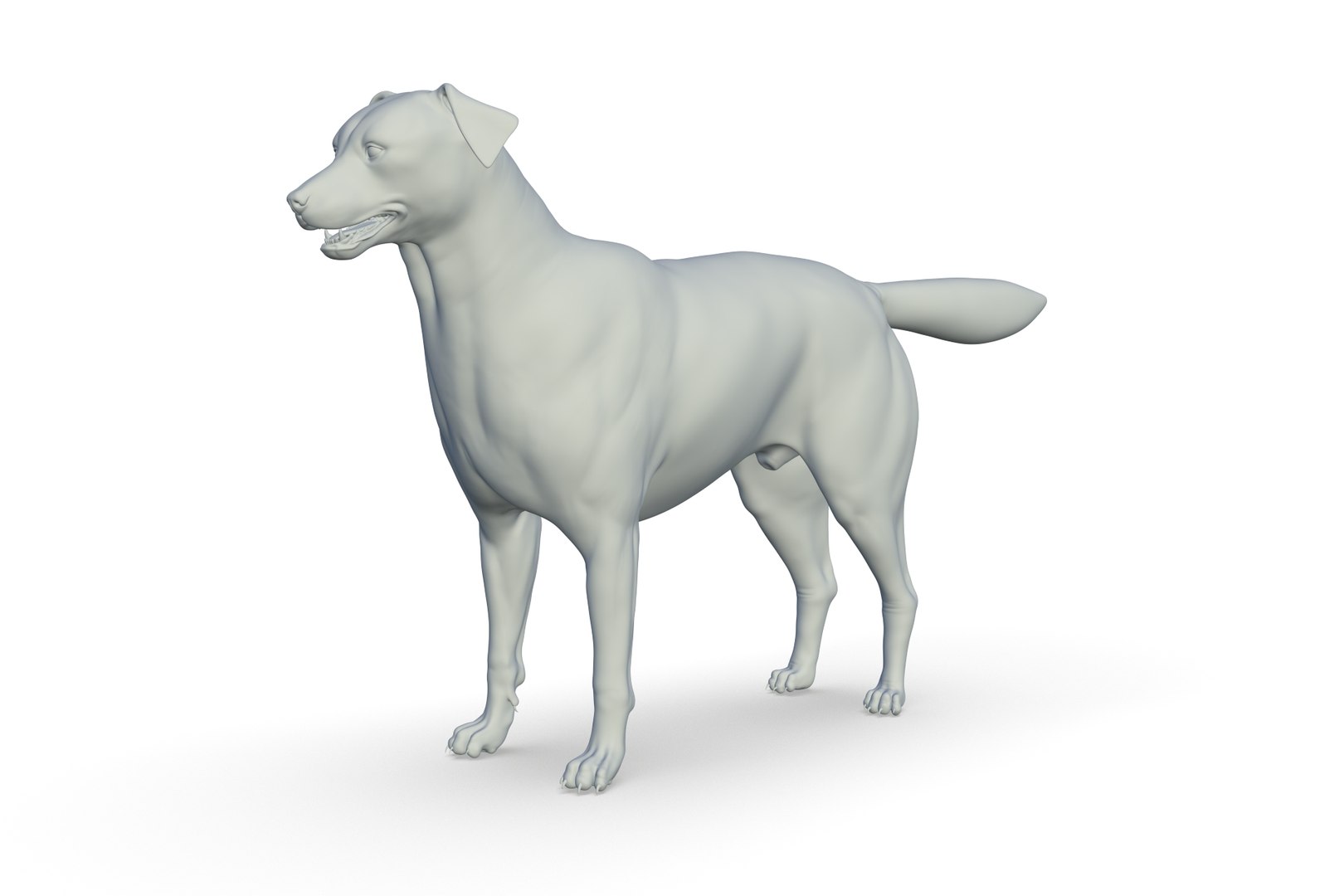3D Border Collie - TurboSquid 2214002