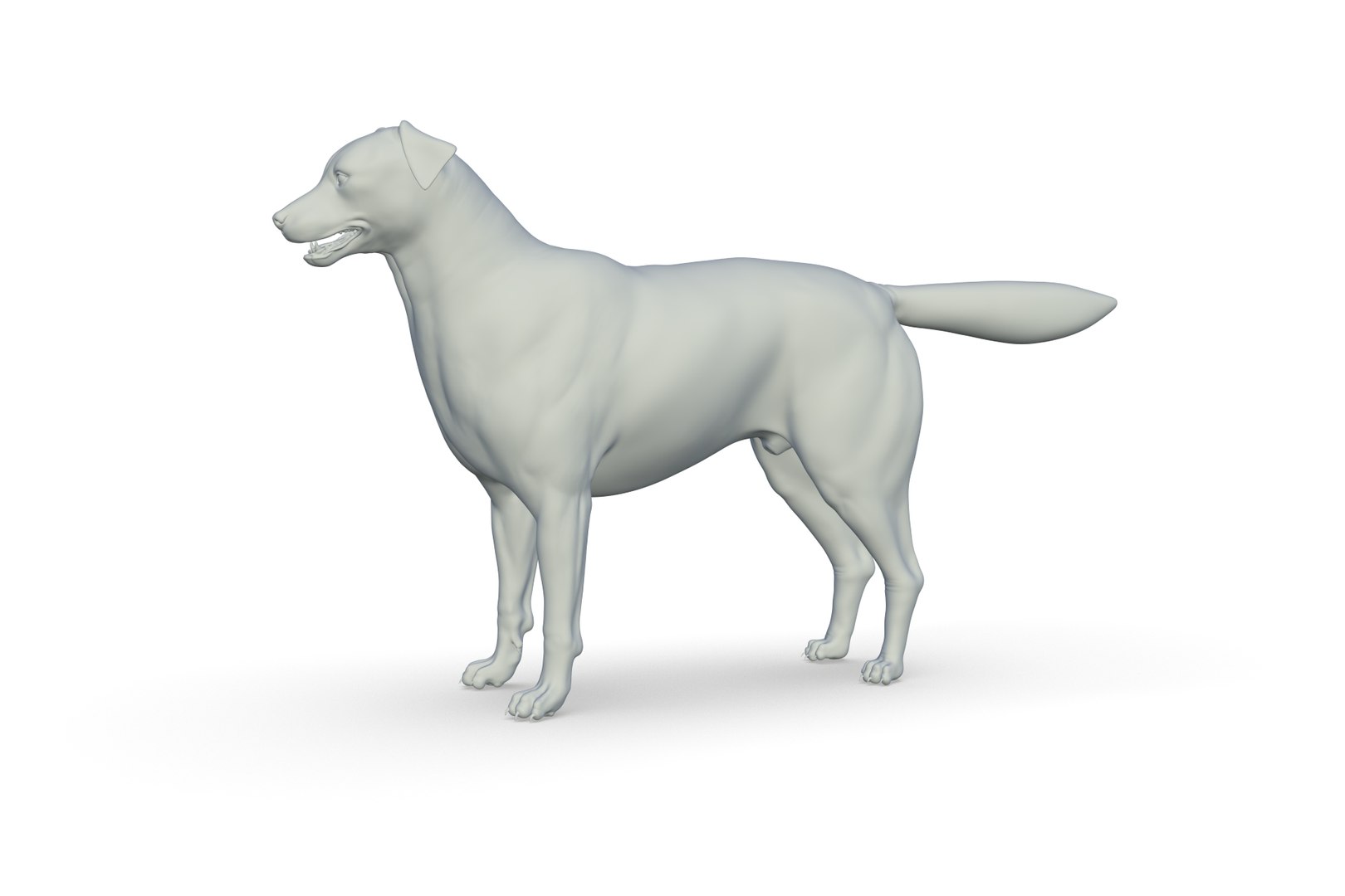 3D Border Collie - TurboSquid 2214002