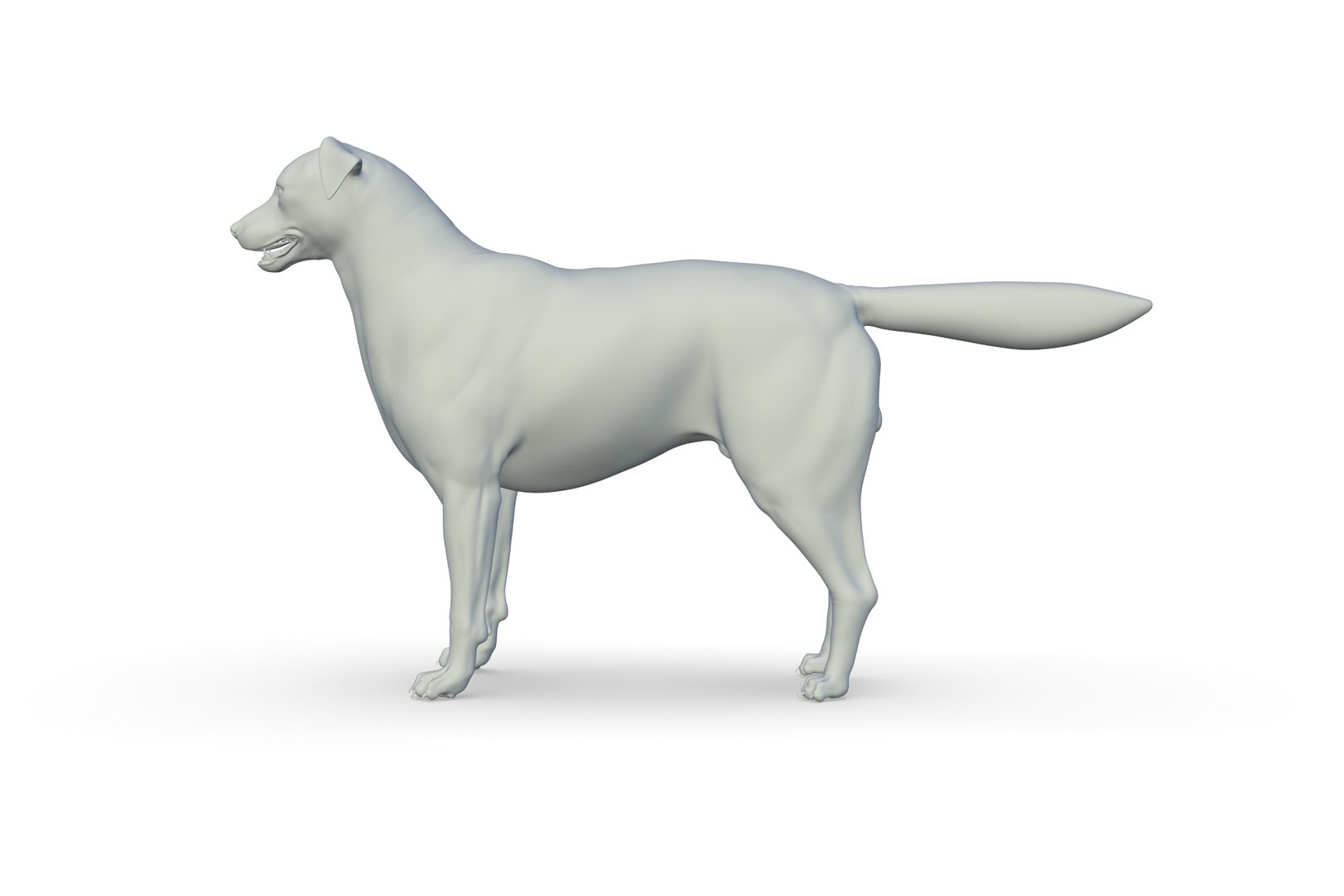 3D Border Collie - TurboSquid 2214002