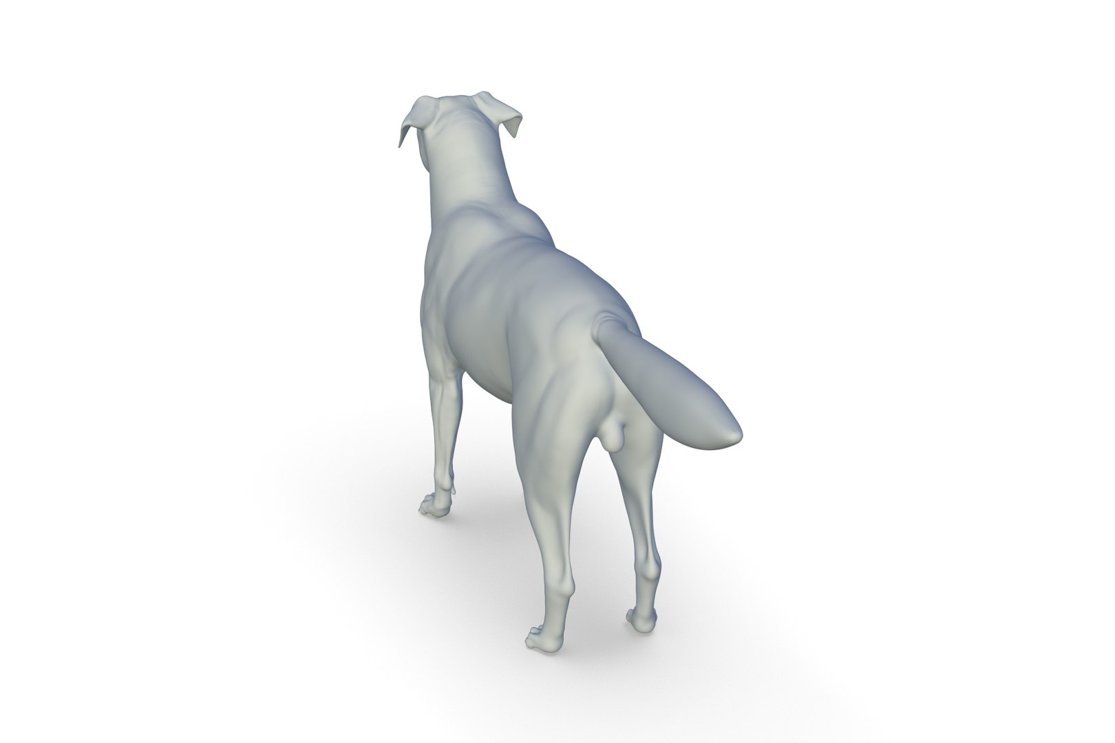 3D Border Collie - TurboSquid 2214002