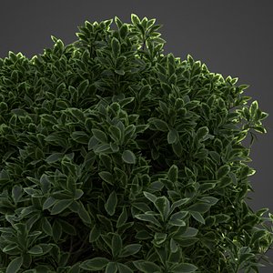 Plants Bushes Unity Models for Download | TurboSquid