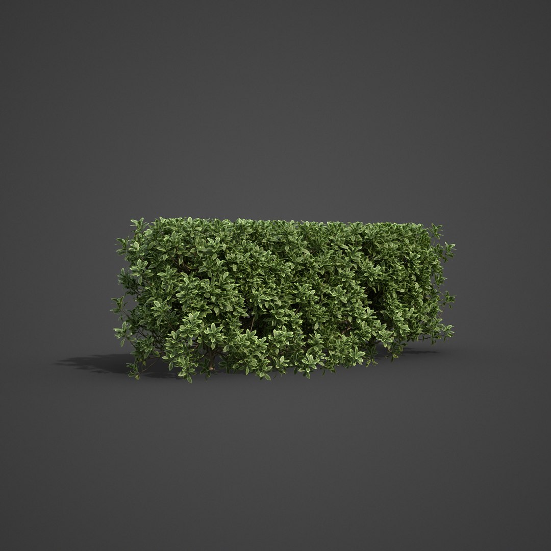 Shrub Hedge Nature 3D Model - TurboSquid 1677322