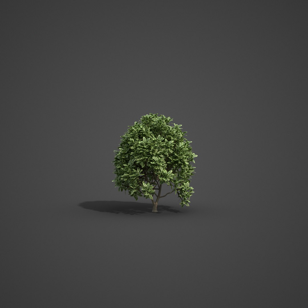 Shrub Hedge Nature 3D Model - TurboSquid 1677322