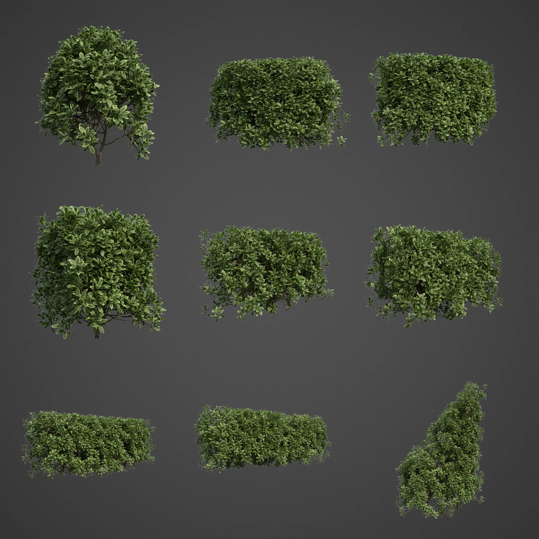 Shrub Hedge Nature 3D Model - TurboSquid 1677322