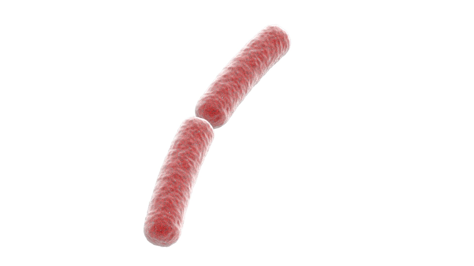 3D Model Bacteria Bacillus - TurboSquid 1678802