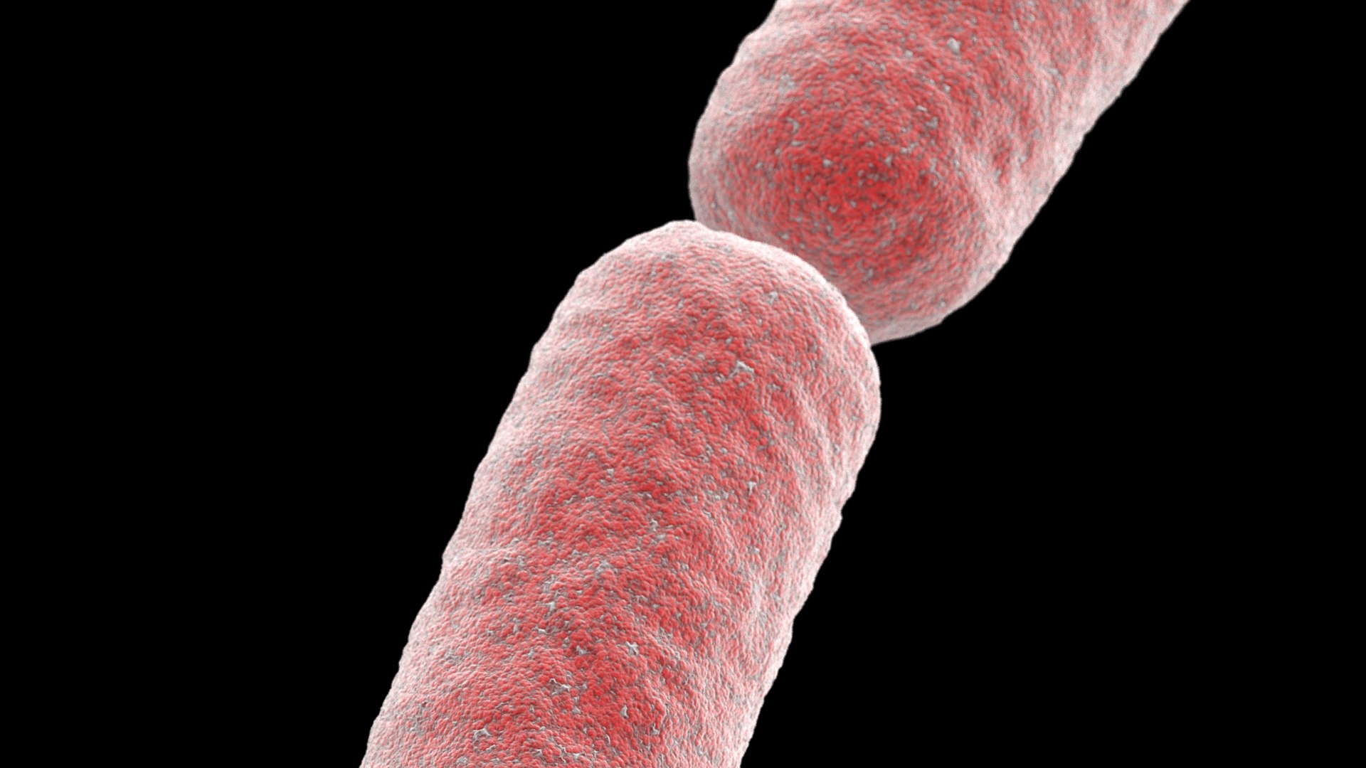 3D Model Bacteria Bacillus - TurboSquid 1678802