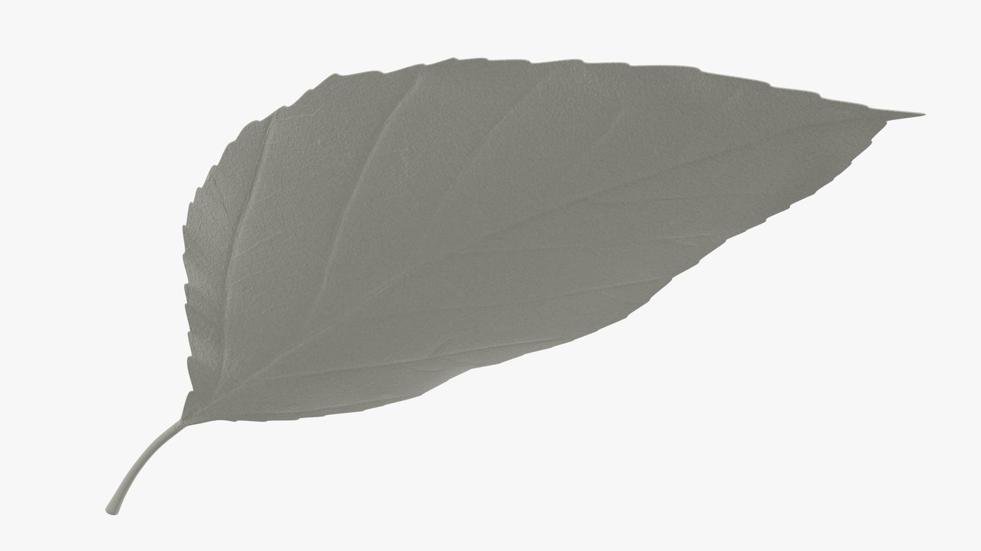 3D Birch Leaf V2 model - TurboSquid 1788040