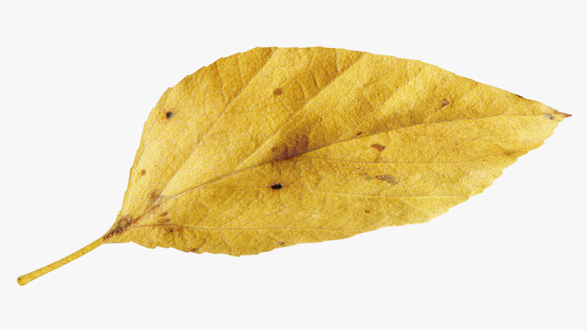 3D Birch Leaf V2 Model - TurboSquid 1788040