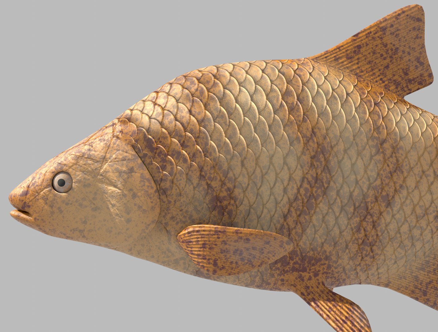 3D fish rigged - TurboSquid 1441965