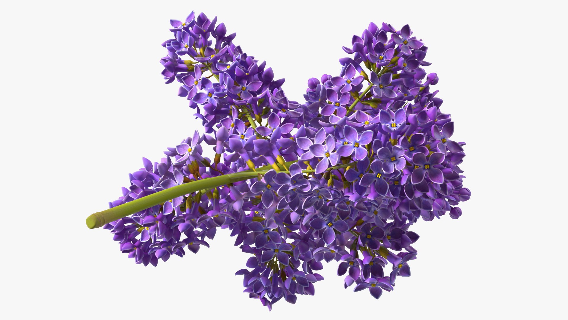 Purple Lilac Branch Model - TurboSquid 2145598