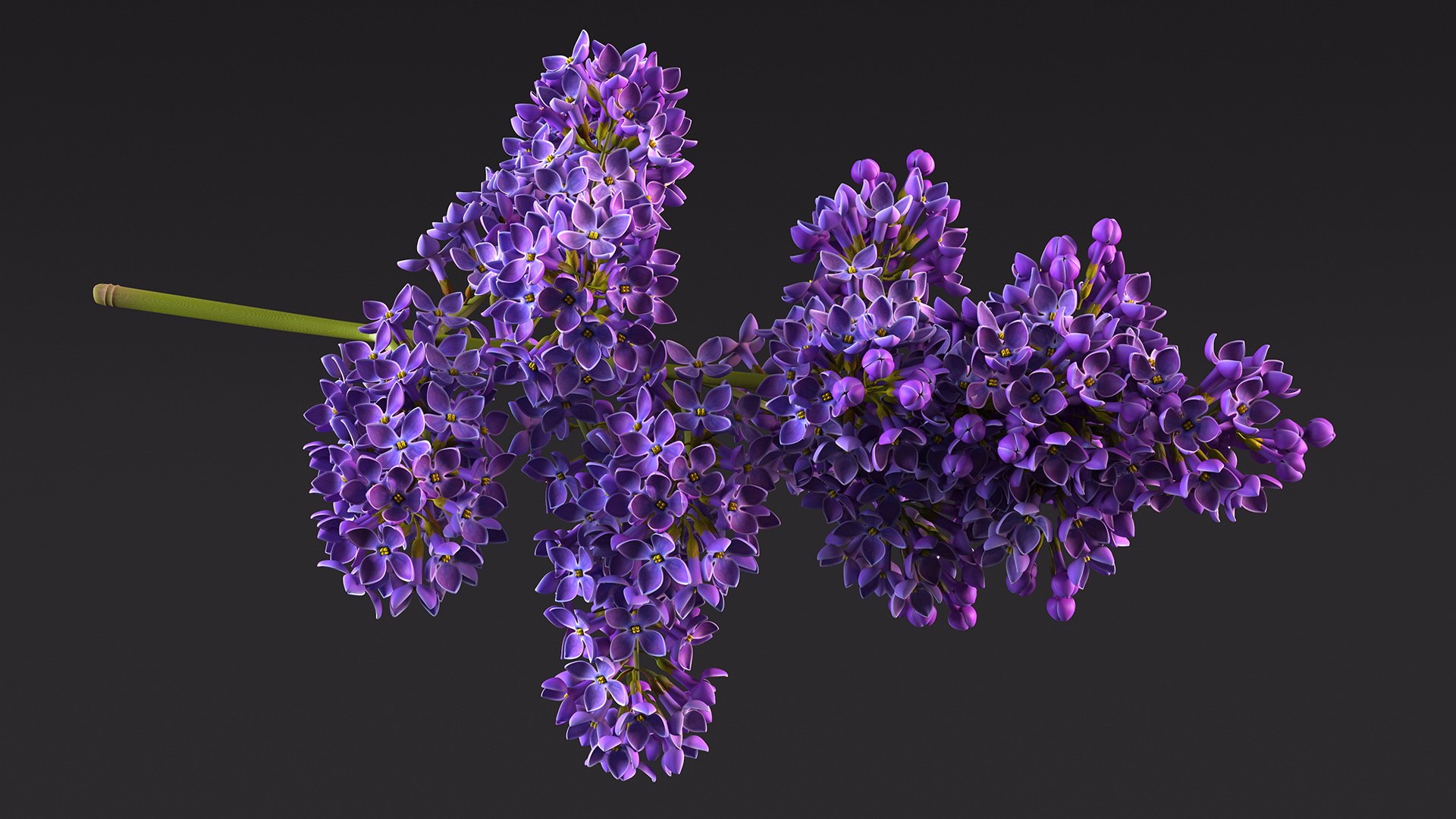 Purple Lilac Branch Model - TurboSquid 2145598
