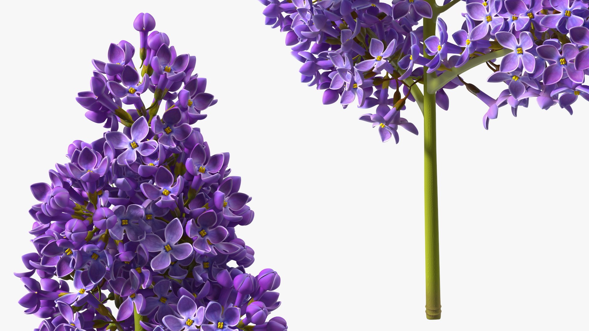 Purple Lilac Branch Model - TurboSquid 2145598