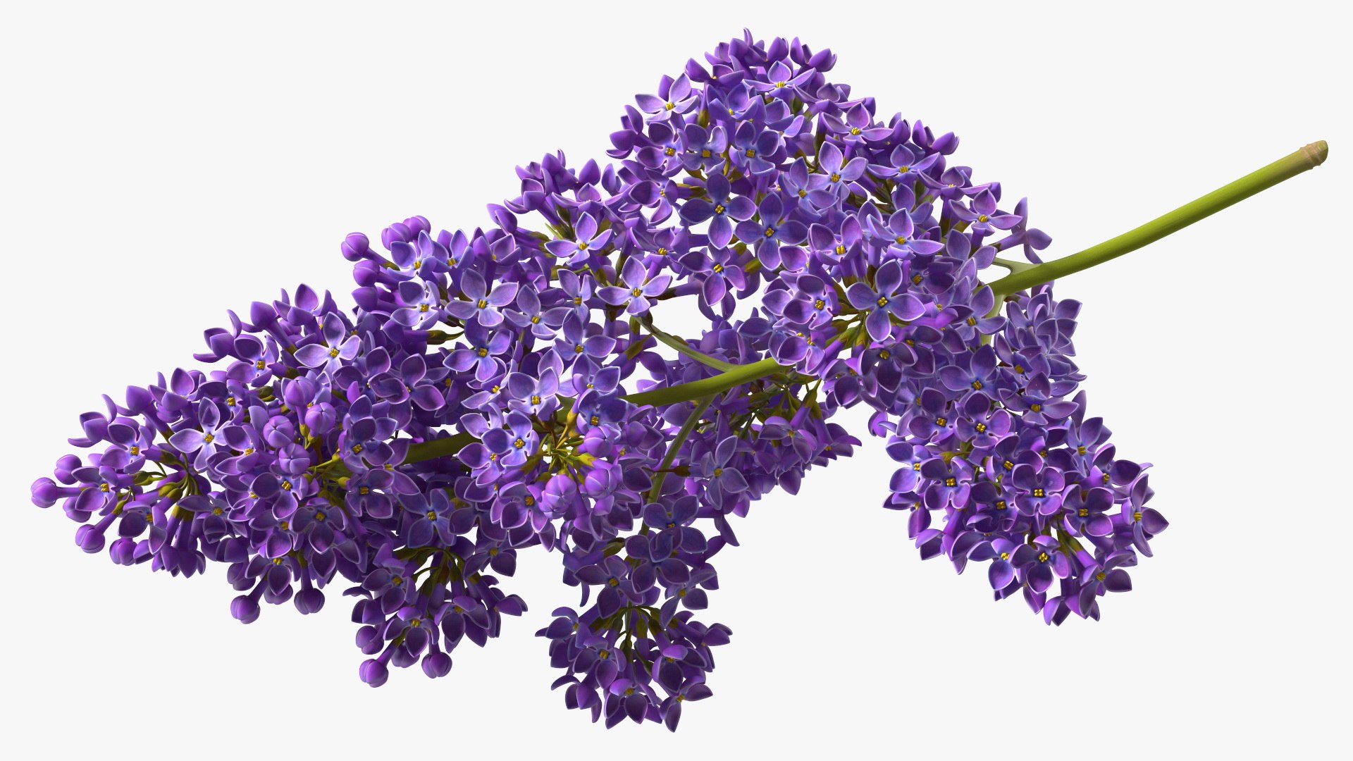 Purple Lilac Branch Model - TurboSquid 2145598