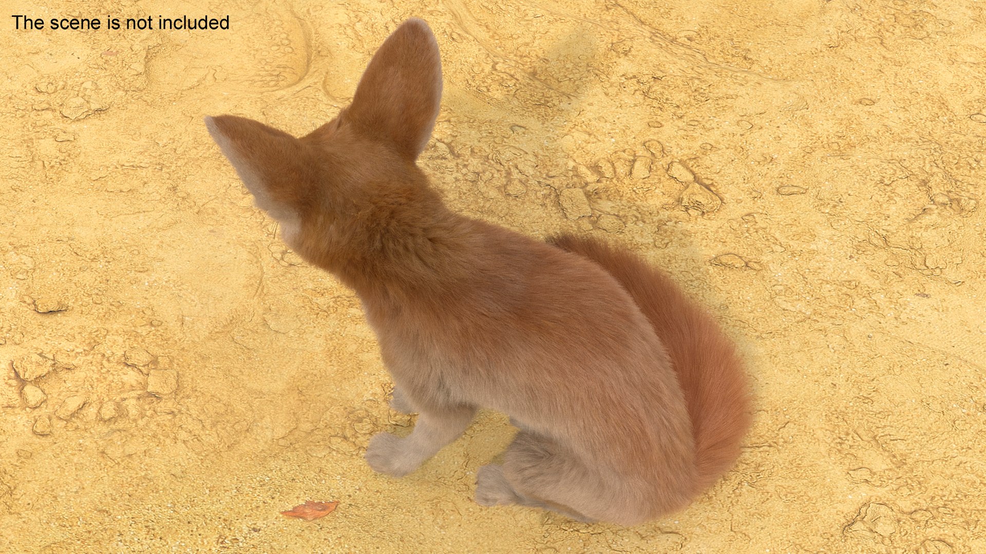 Vulpes Zerda Sitting Pose Fur 3D Model - TurboSquid 2185692