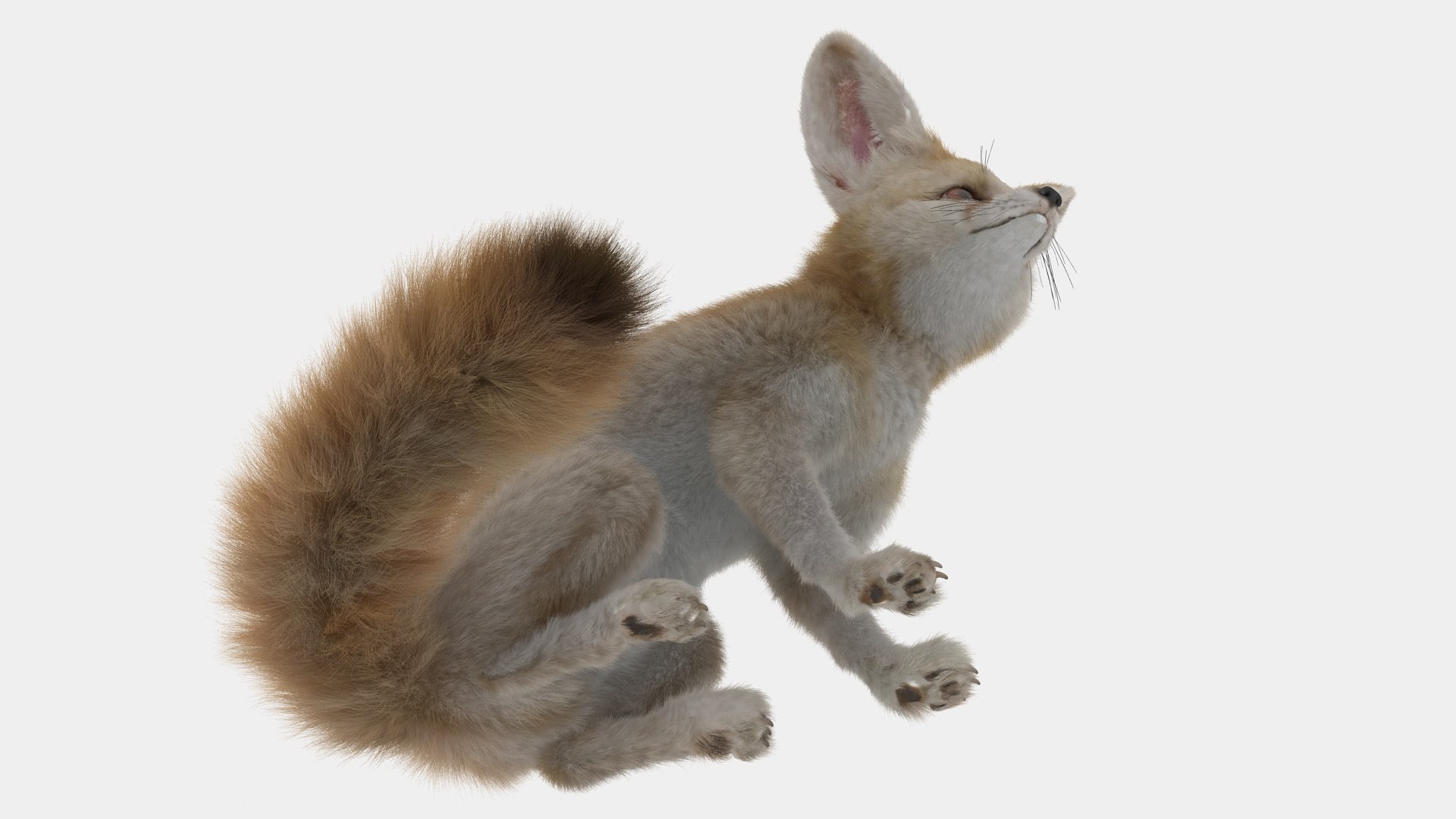 Vulpes Zerda Sitting Pose Fur 3D Model - TurboSquid 2185692