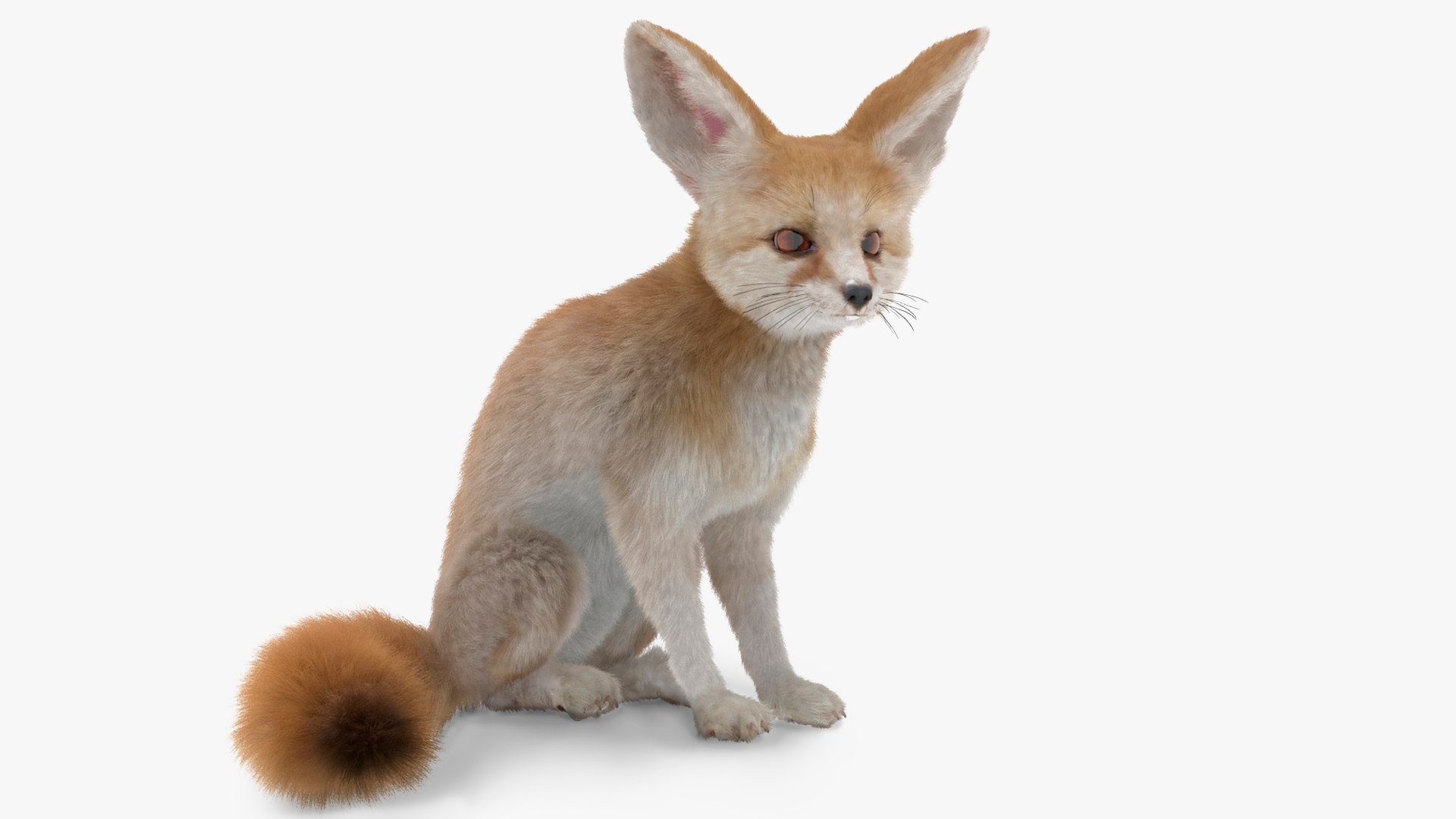Vulpes Zerda Sitting Pose Fur 3D Model - TurboSquid 2185692