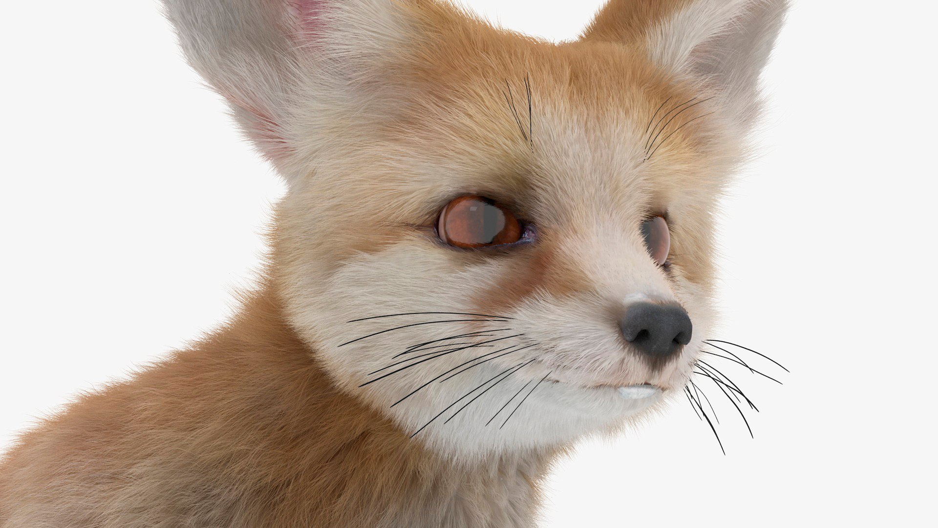 Vulpes Zerda Sitting Pose Fur 3D Model - TurboSquid 2185692