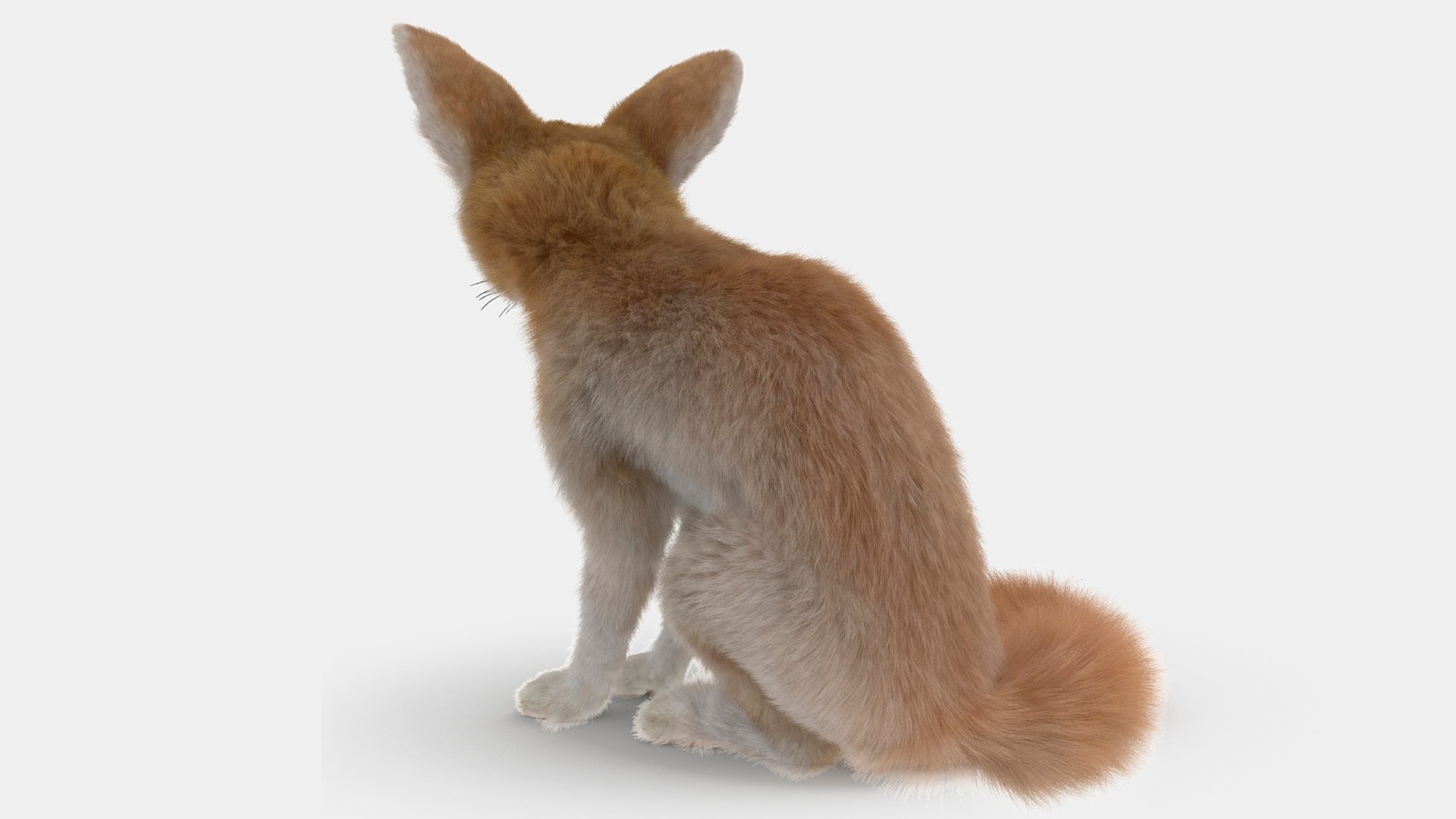 Vulpes Zerda Sitting Pose Fur 3D Model - TurboSquid 2185692