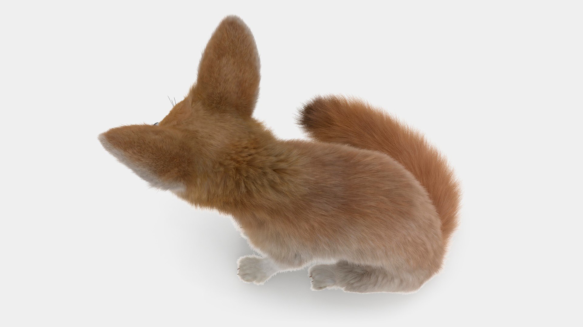 Vulpes Zerda Sitting Pose Fur 3D Model - TurboSquid 2185692