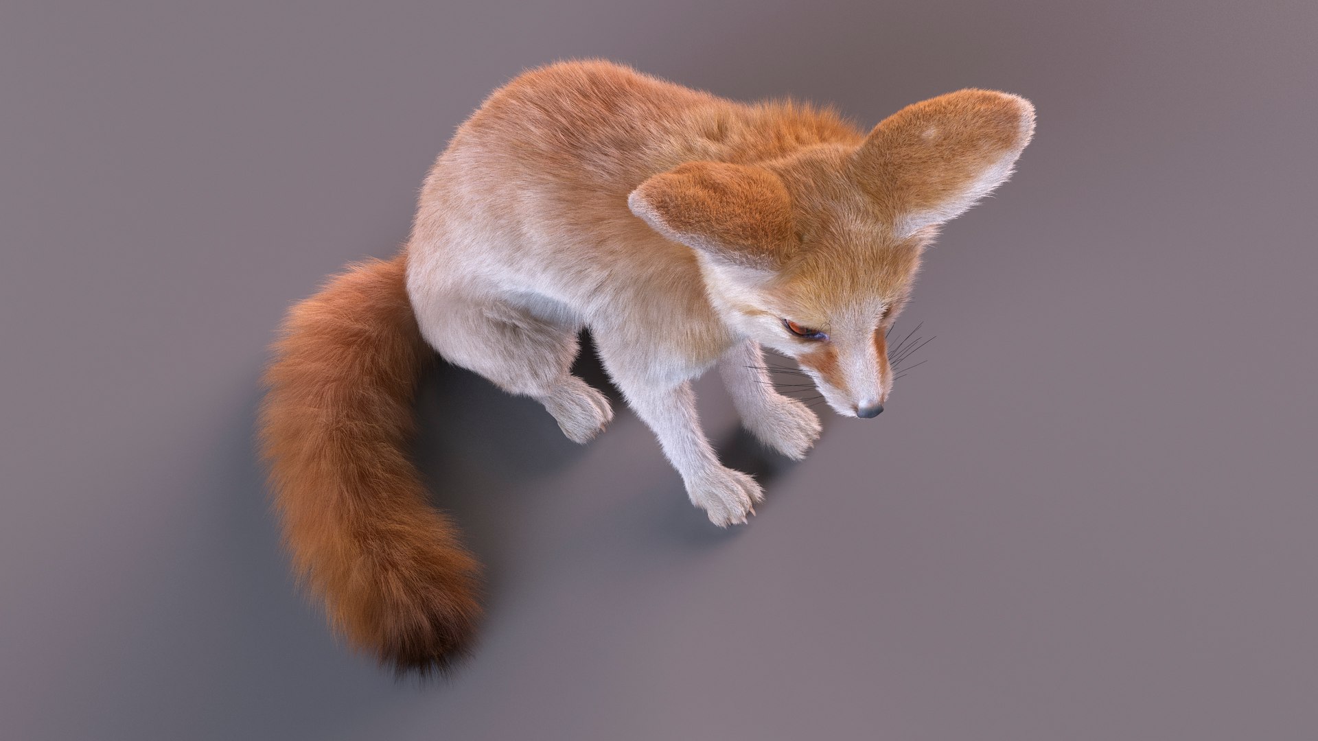 Vulpes Zerda Sitting Pose Fur 3D Model - TurboSquid 2185692