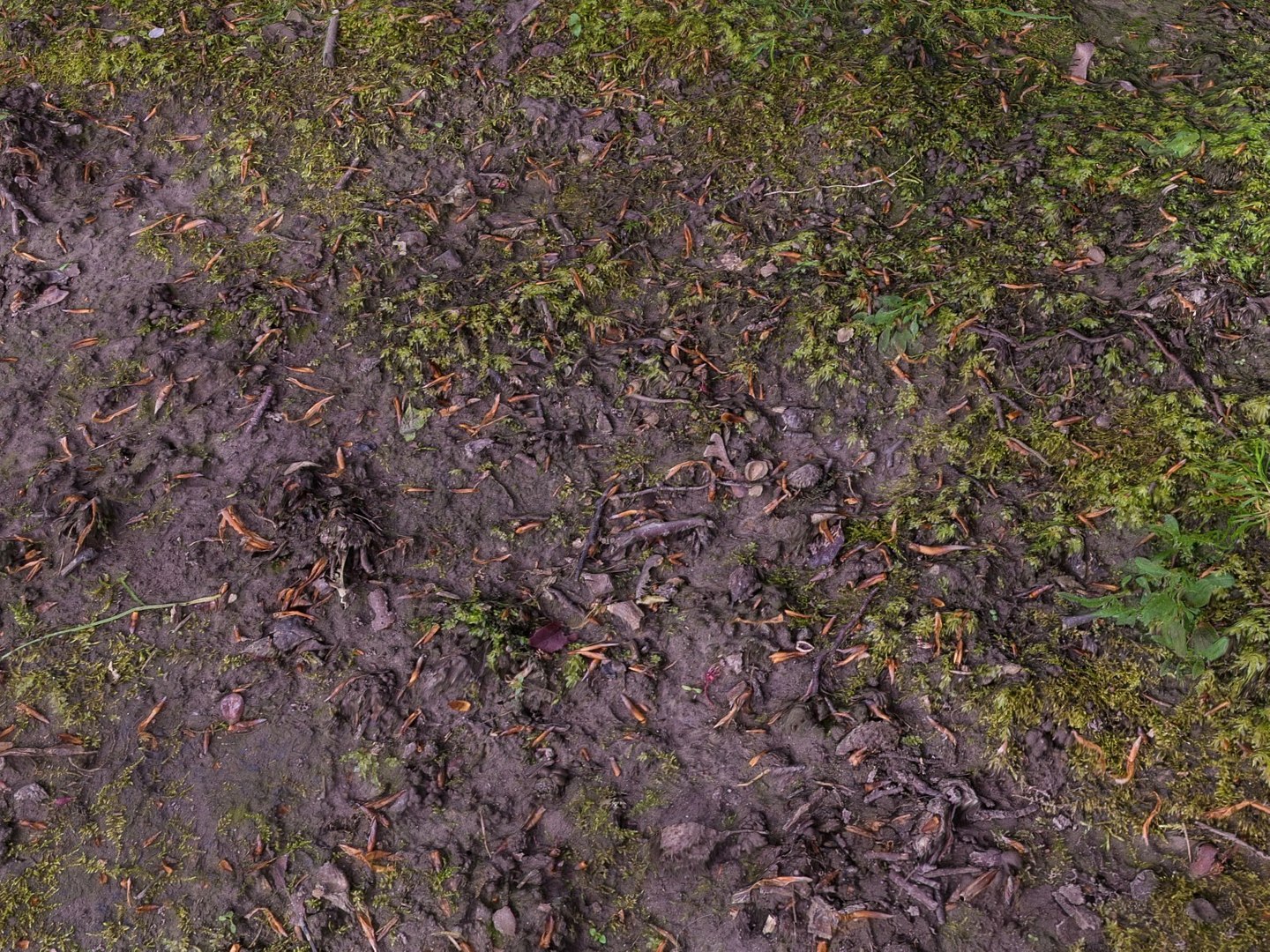 forest ground 16k hd 3d max