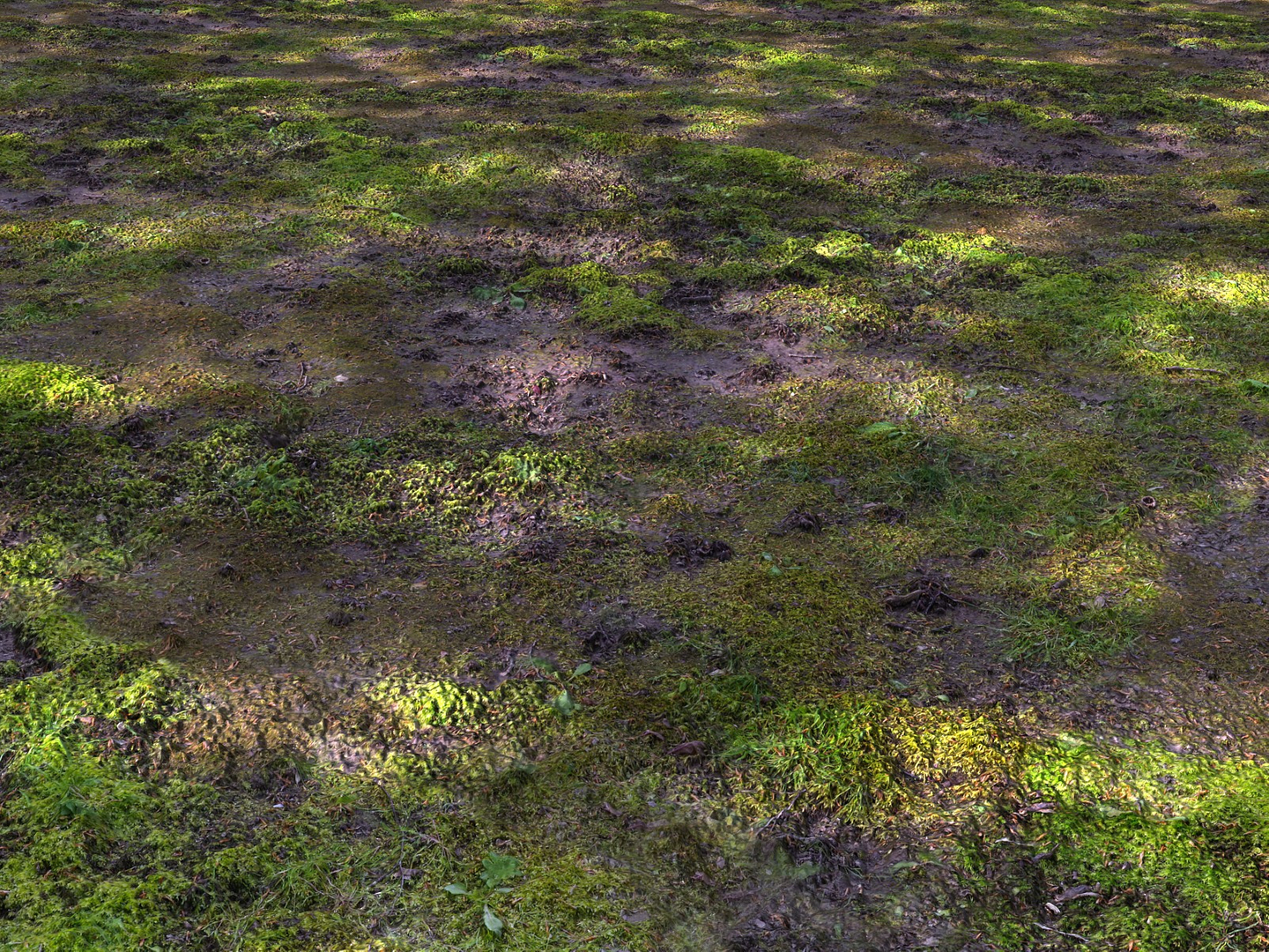 forest ground 16k hd 3d max