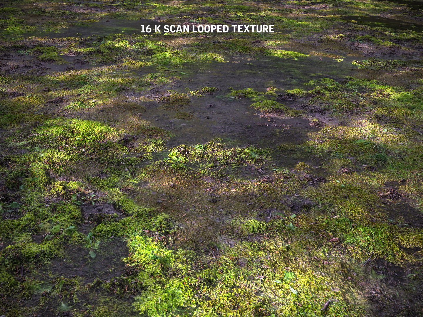 forest ground 16k hd 3d max