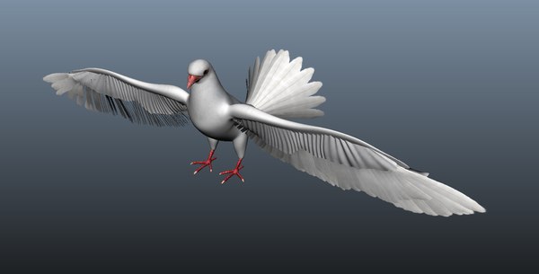 Free Pigeon 3D Models for Download | TurboSquid