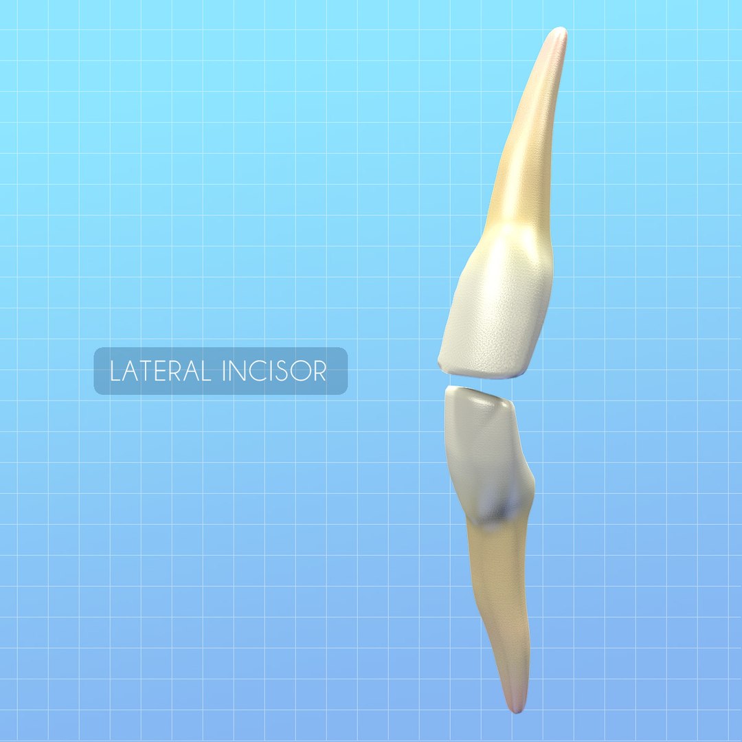 lateral incisor 3d 3ds