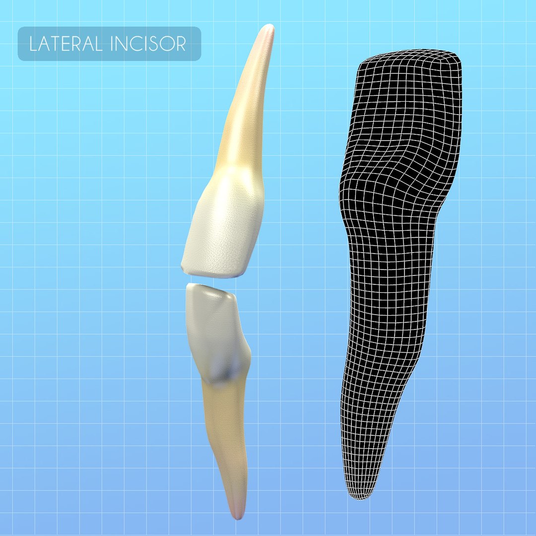lateral incisor 3d 3ds