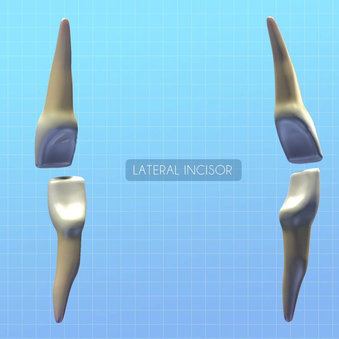 lateral incisor 3d 3ds