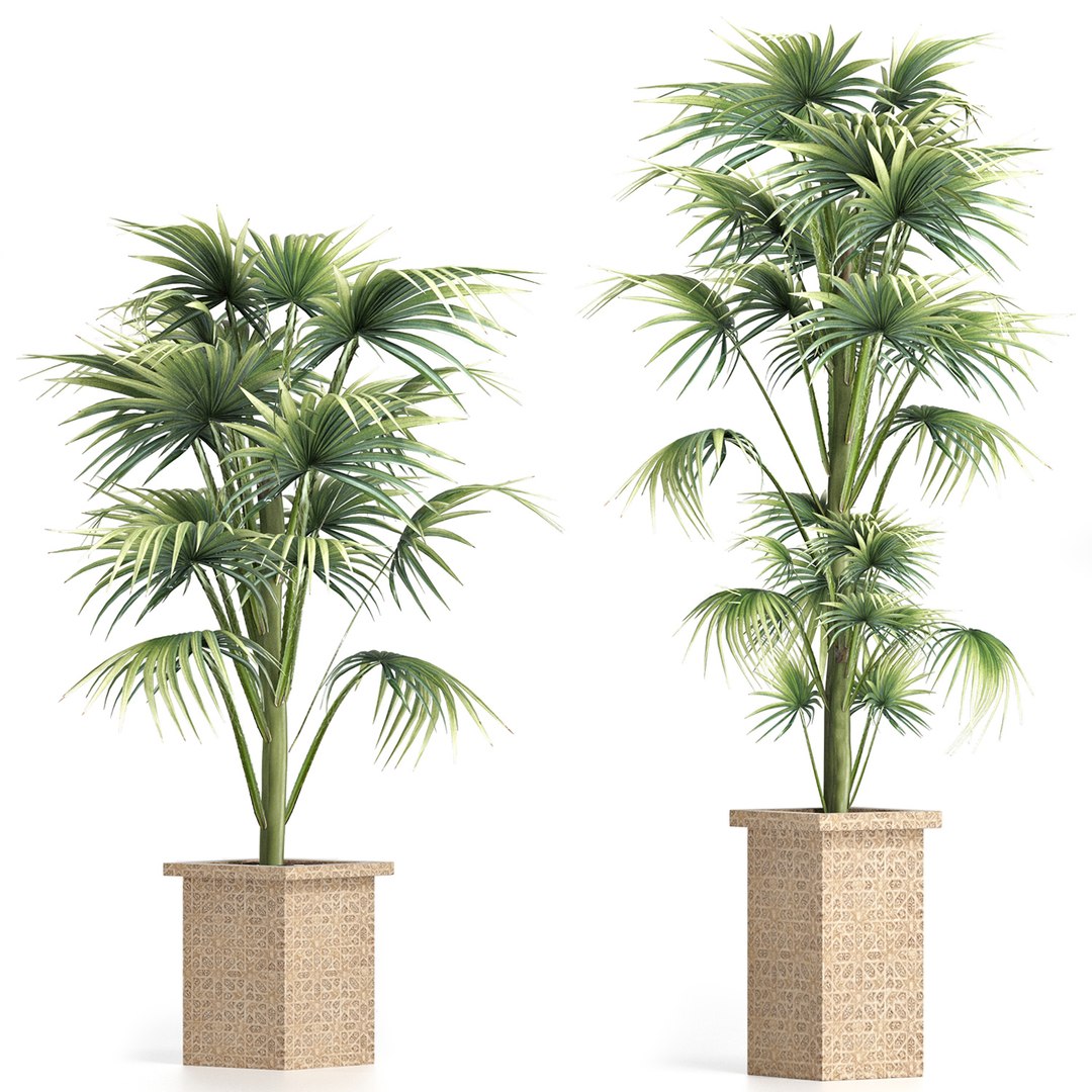 3D Sabal Minor - TurboSquid 1685040