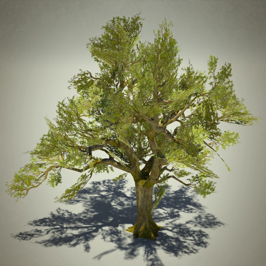 3d Real Time Lod Tree Oak Model